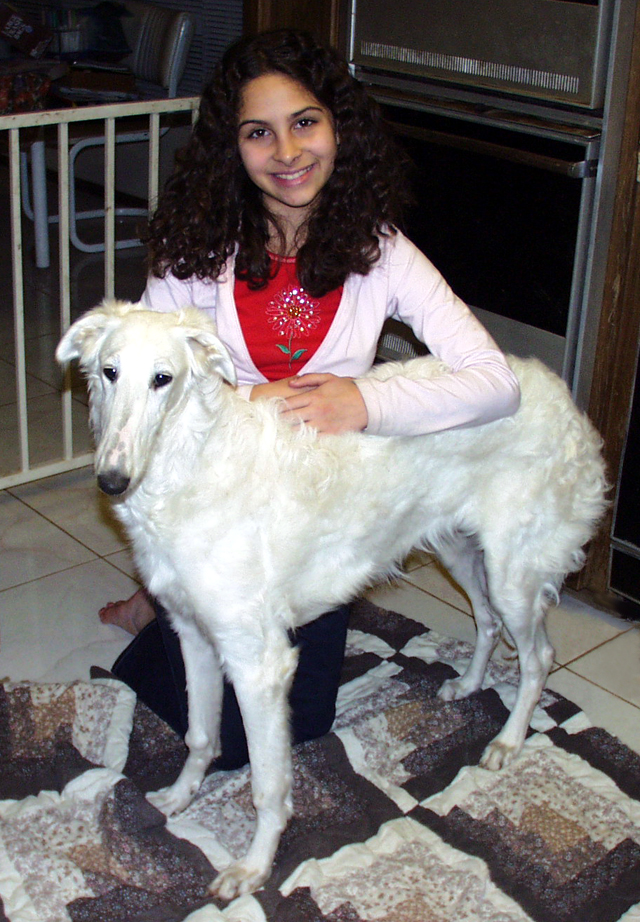 Borzoi at Gentle Giants Rescue and Adoptions
