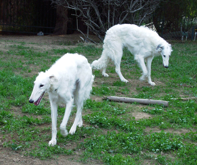 Borzoi at Gentle Giants Rescue and Adoptions